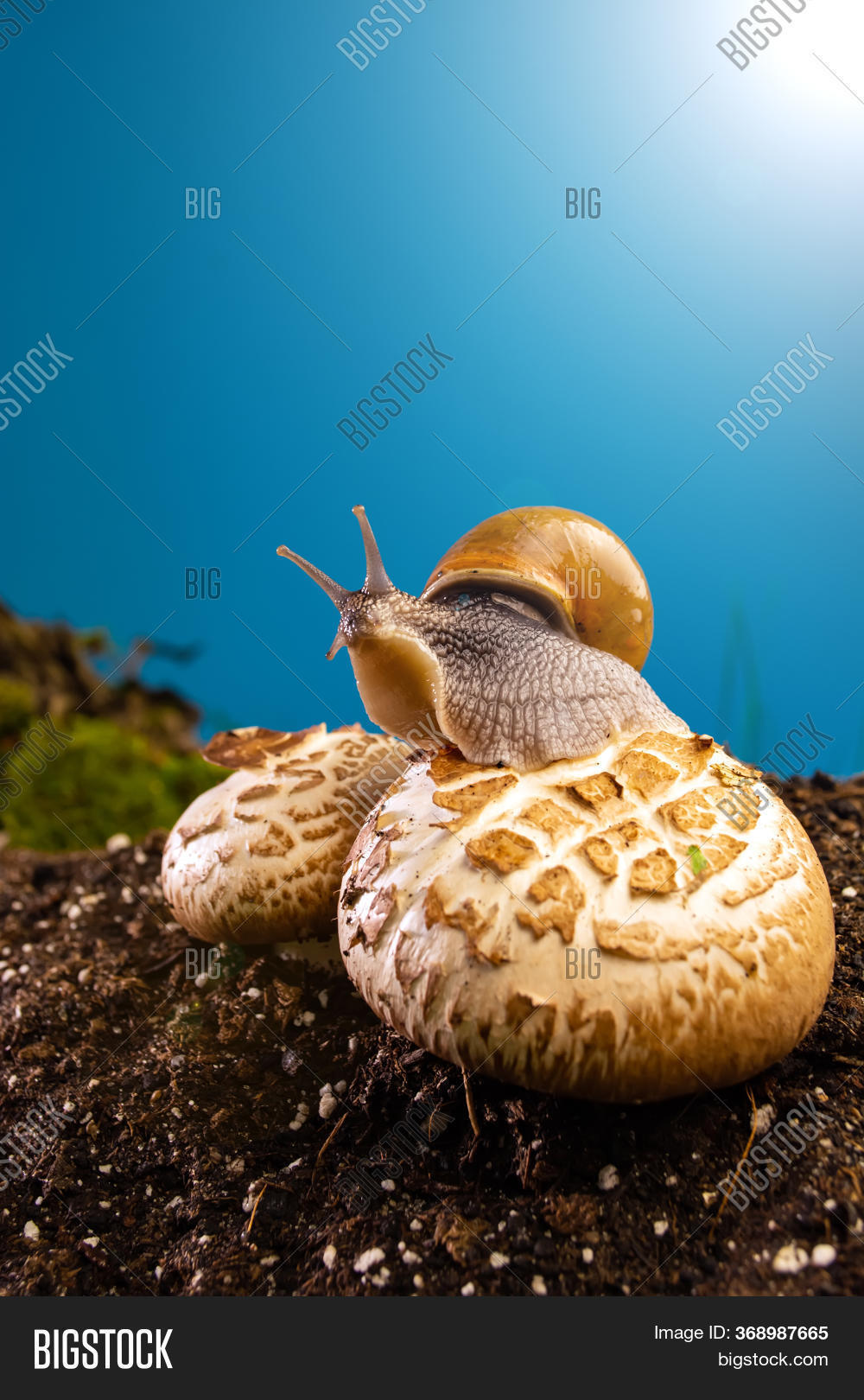 Grape Snail On Image & Photo (Free Trial) | Bigstock