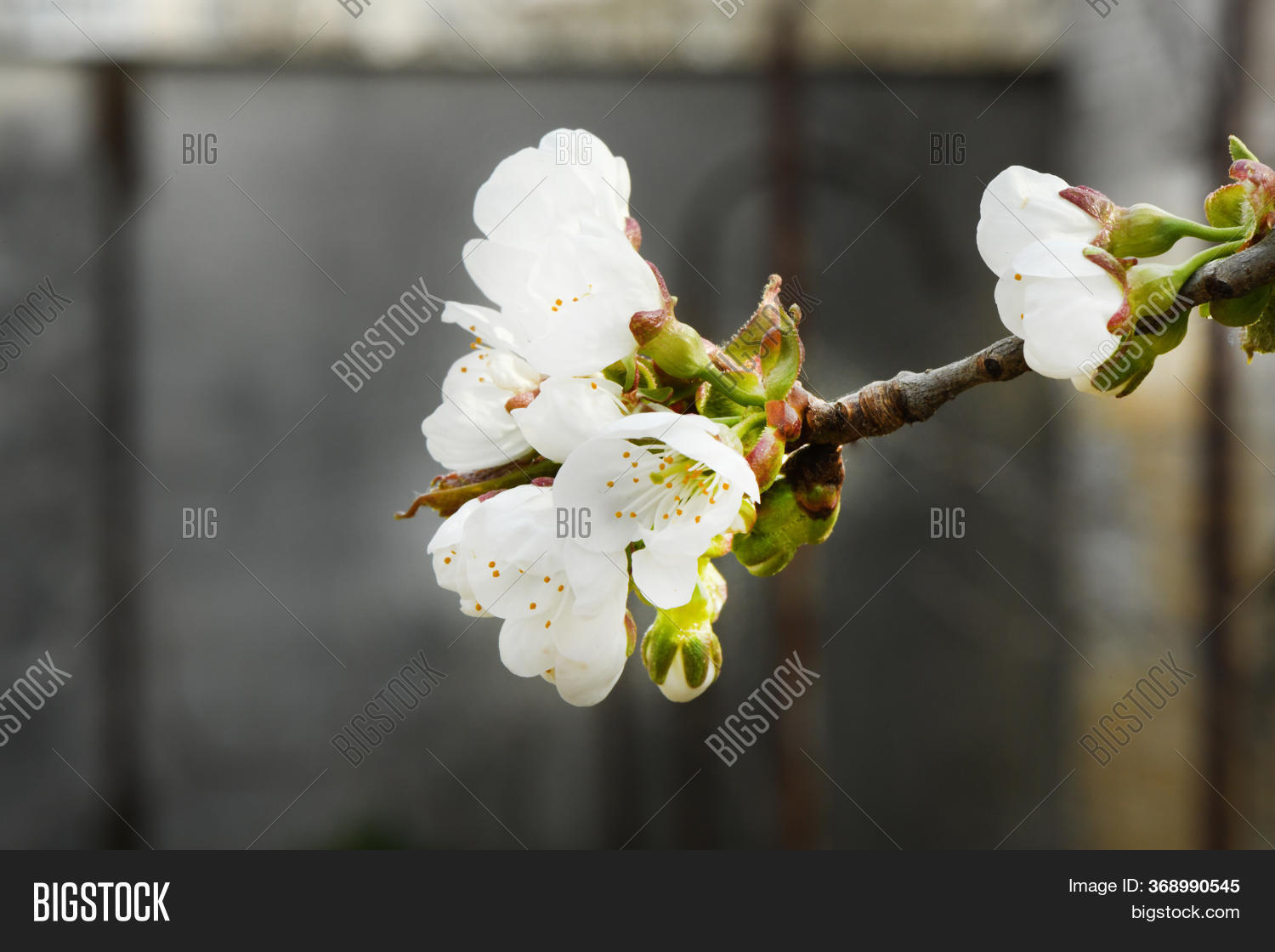 Branch Cherry Tree Image & Photo (Free Trial) | Bigstock