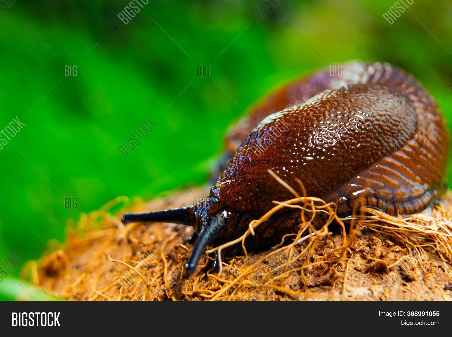 Brown Slug Crawling On Image & Photo (Free Trial) | Bigstock