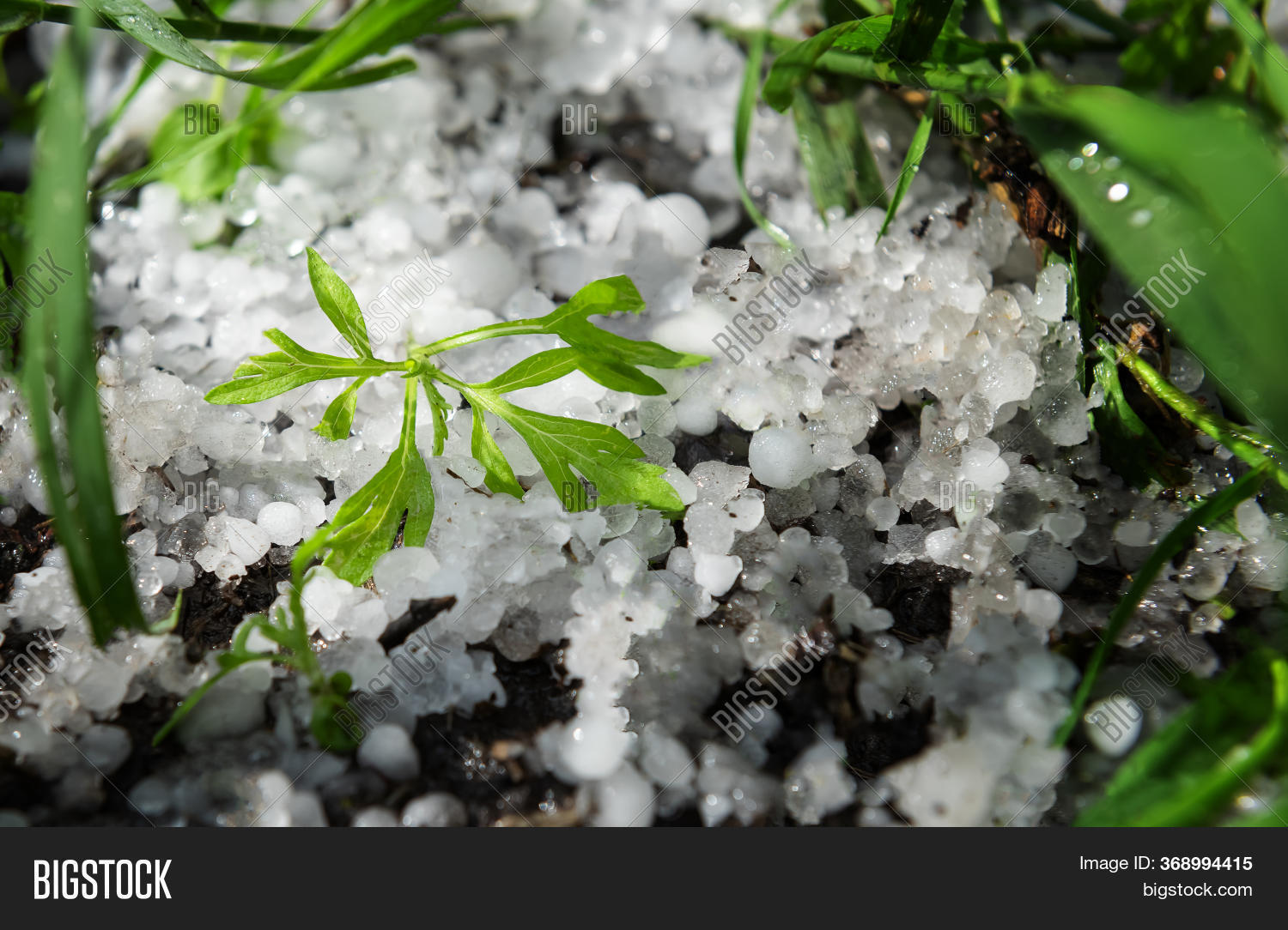 Scene After Hail Storm Image & Photo (Free Trial) | Bigstock