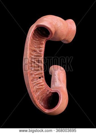 Duodenum, Human Image & Photo (Free Trial) | Bigstock