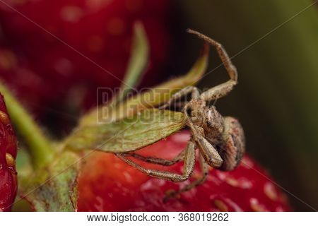 Spider On Strawberry. Image & Photo (Free Trial) | Bigstock