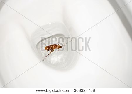 Huge Cockroach Toilet Image & Photo (Free Trial) | Bigstock