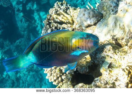 Rusty Parrotfish ( Image & Photo (Free Trial) | Bigstock