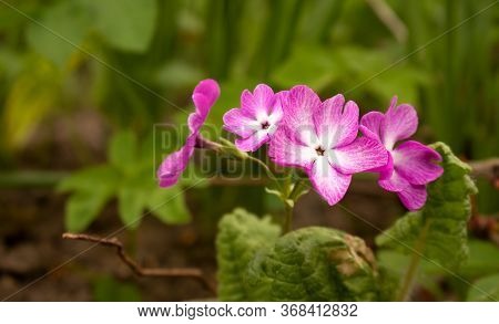 Pink Primrose Flower, Image & Photo (Free Trial) | Bigstock