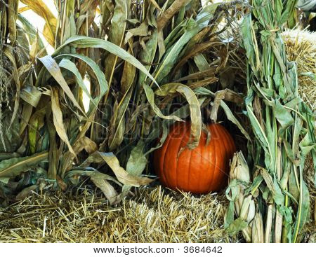 Pumpkin Almost Hidden Image & Photo (Free Trial) | Bigstock