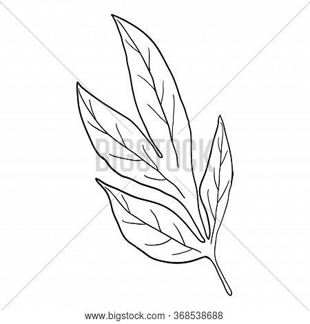Leaf Contour Line Vector & Photo (Free Trial) | Bigstock