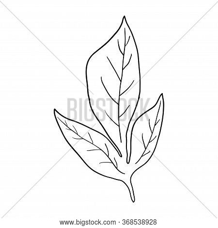 Leaf Contour Line Vector & Photo (Free Trial) | Bigstock