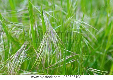 Drooping Brome Cheat Image & Photo (Free Trial) | Bigstock