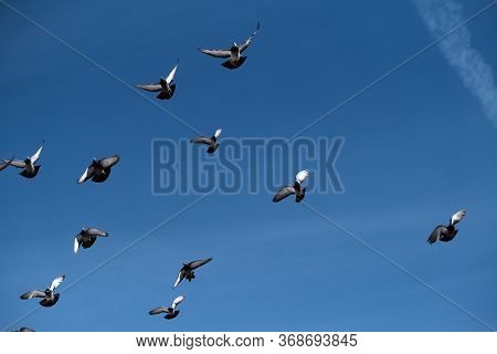 Flock Birds Swarming Image & Photo (Free Trial) | Bigstock