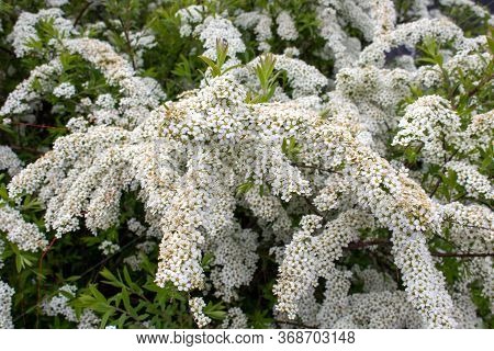 White Spirea Bush. Image & Photo (Free Trial) | Bigstock