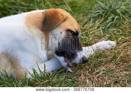 Dog Eating Fish, Young Image & Photo (Free Trial) | Bigstock