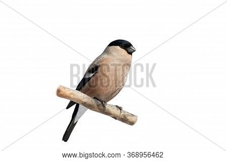 Eurasian Bullfinch Image & Photo (Free Trial) | Bigstock