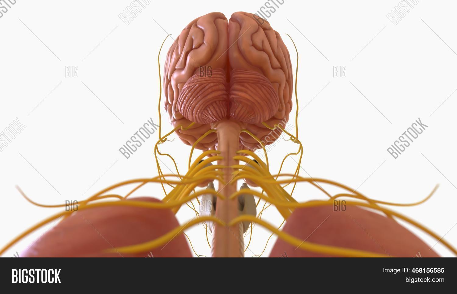 Human Brain Anatomy Image & Photo (Free Trial) | Bigstock