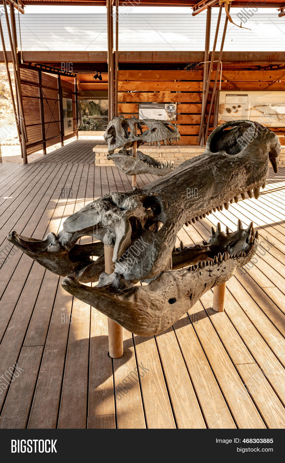 Super Croc T-rex Image & Photo (Free Trial) | Bigstock