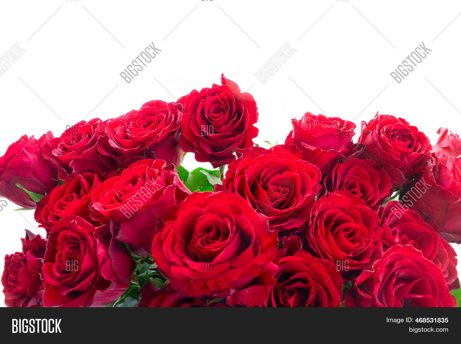 Crimson Red Rose Image & Photo (Free Trial) | Bigstock