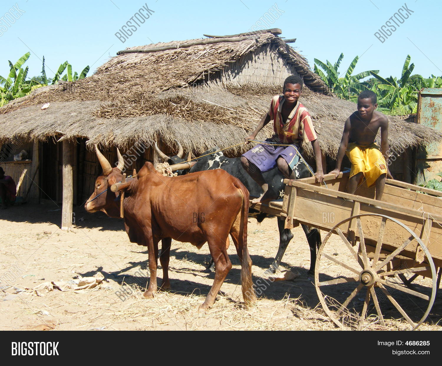 Rural Life Madagascar Image & Photo (Free Trial) | Bigstock