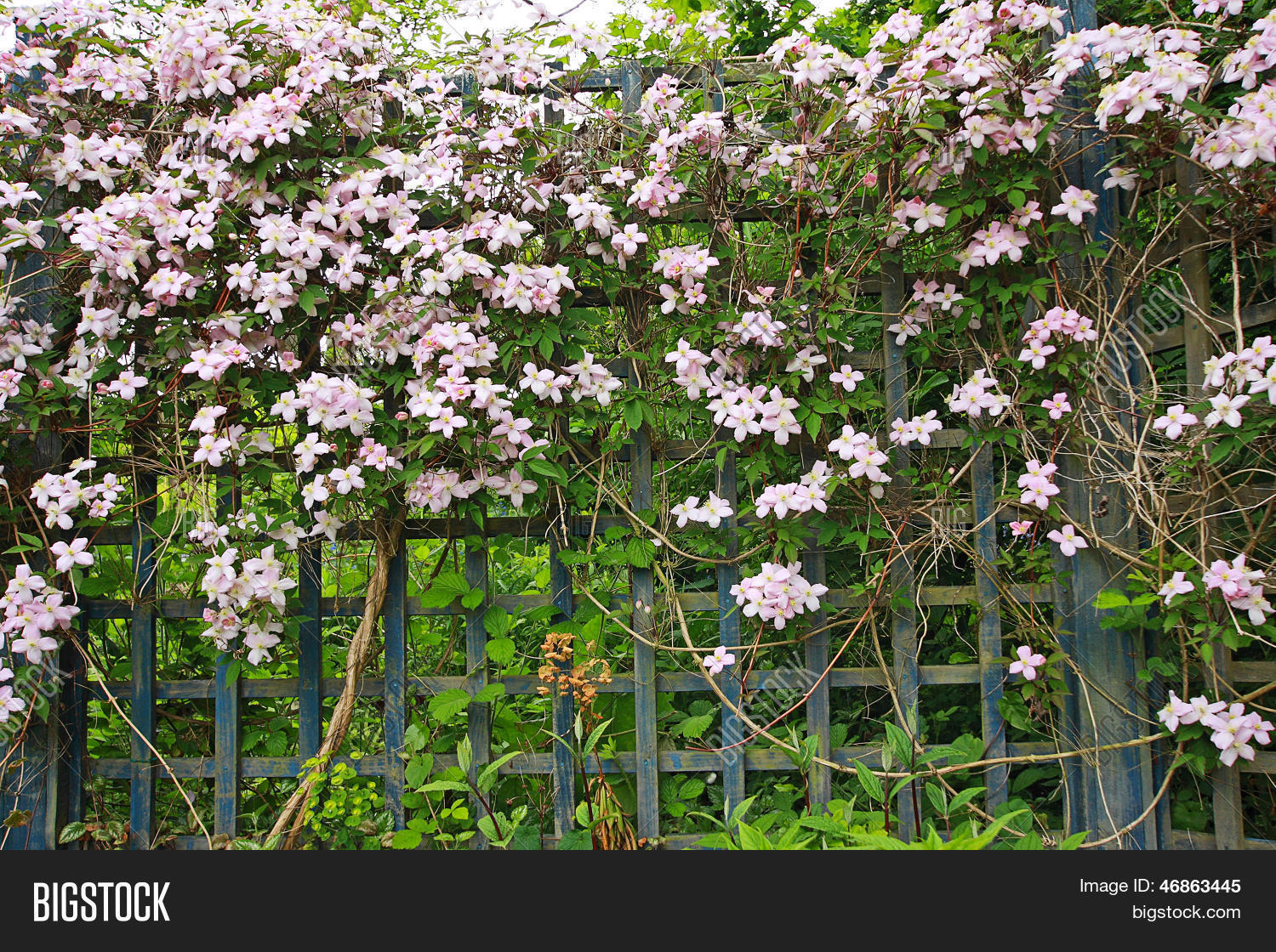 Pink Clematis On Old, Image & Photo (Free Trial) | Bigstock
