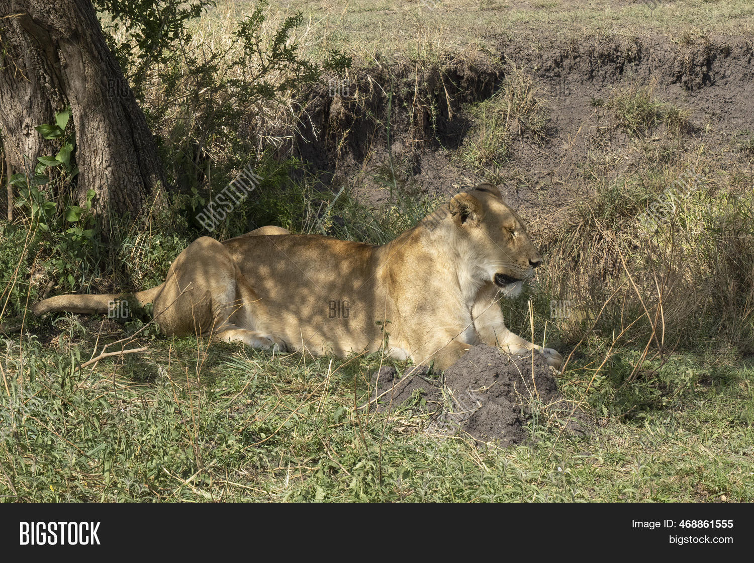 Lioness Resting Shade Image & Photo (Free Trial) | Bigstock