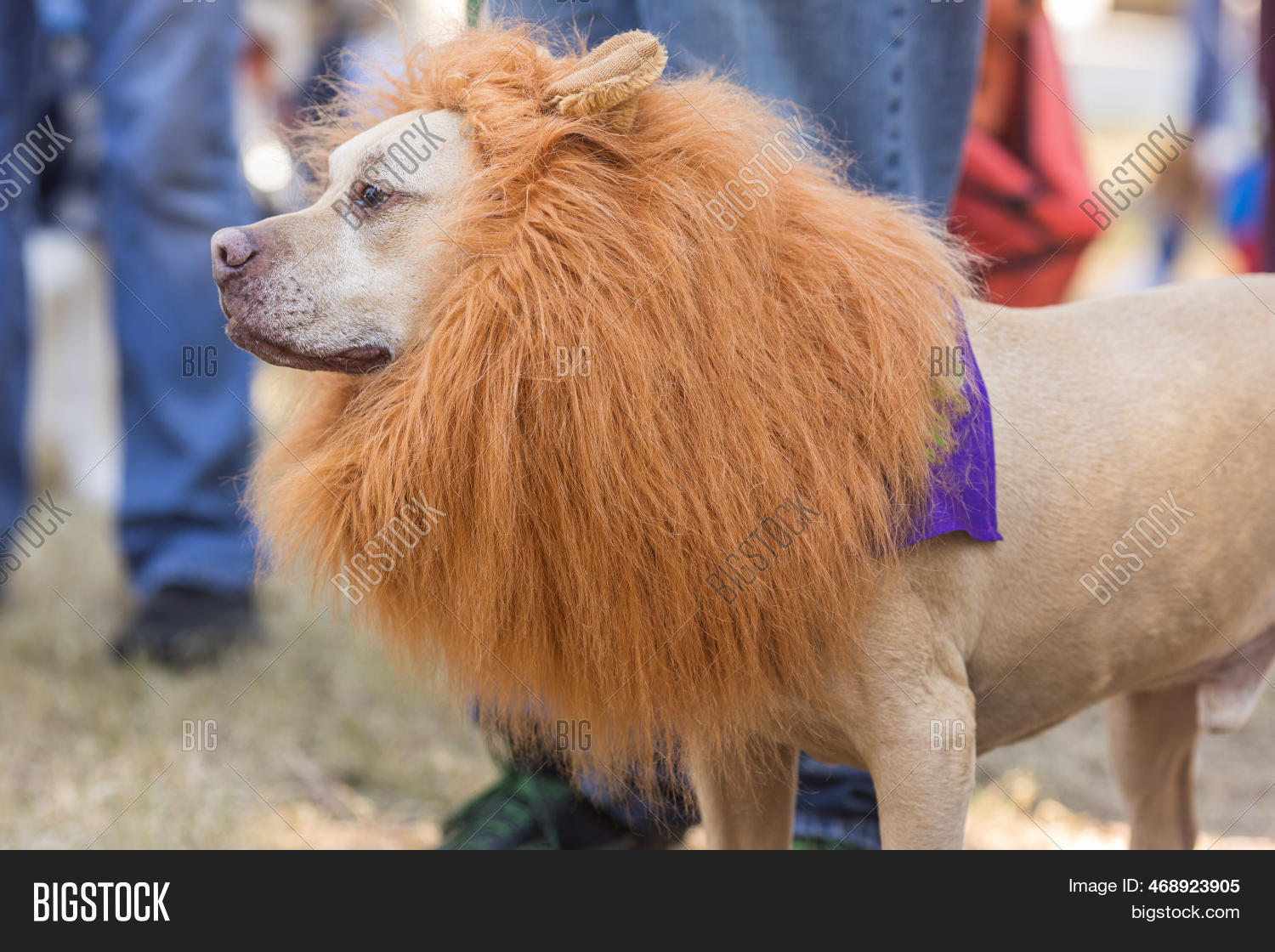 Dog Wears Lion Mane Image & Photo (Free Trial) | Bigstock