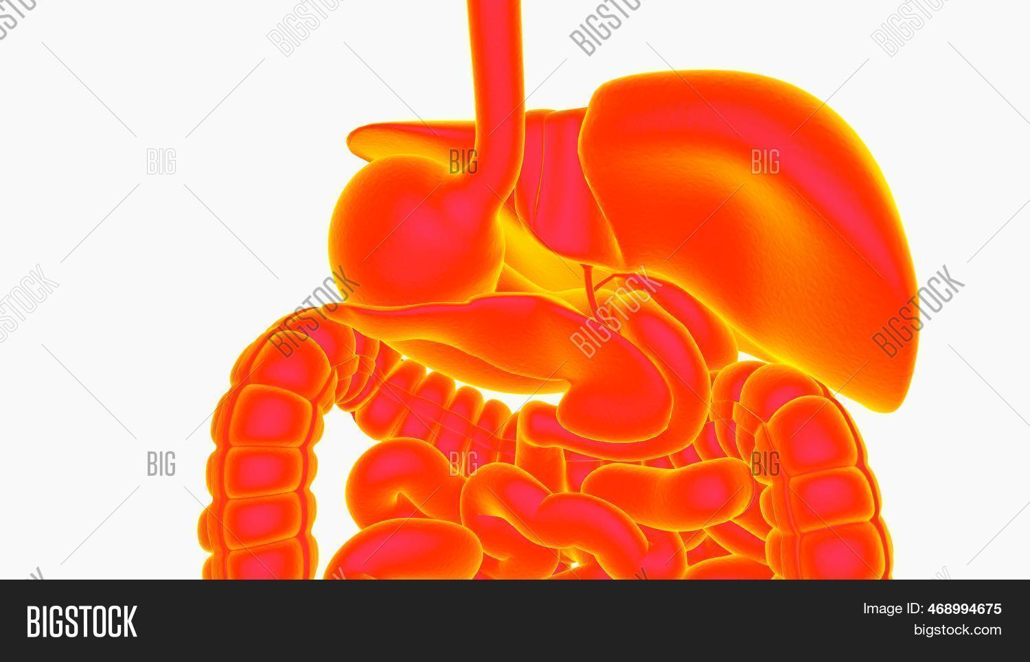 Imagen y foto Human Anatomy (prueba gratis) | Bigstock