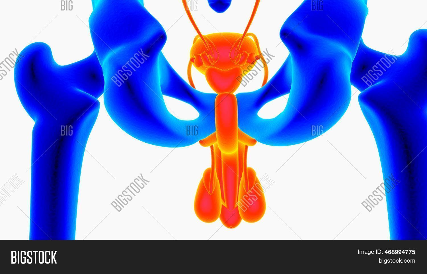 Male Reproductive Image & Photo (Free Trial) | Bigstock