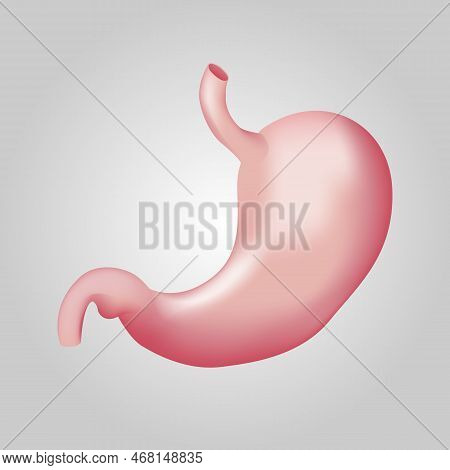 Stomach Human . Vector & Photo (Free Trial) | Bigstock