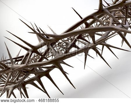 Branches Thorns Woven Image & Photo (Free Trial) | Bigstock