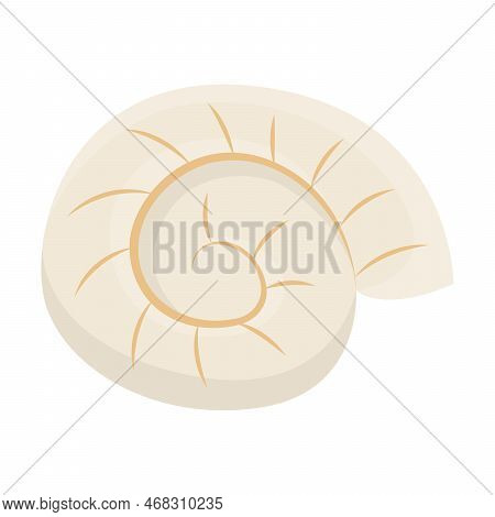 Nautilus Shell Images, Illustrations & Vectors (Free) - Bigstock