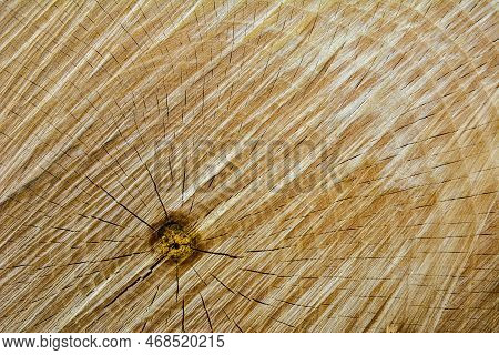 Tree Rings Texture Image & Photo (Free Trial) | Bigstock