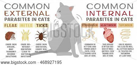 Common External Vector & Photo (Free Trial) | Bigstock