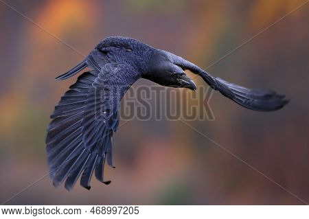 Raven Flying Images, Illustrations & Vectors (Free) - Bigstock