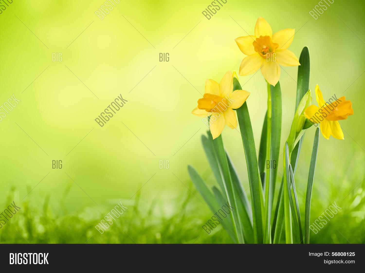 Daffodil Flowers On Image & Photo (Free Trial) | Bigstock