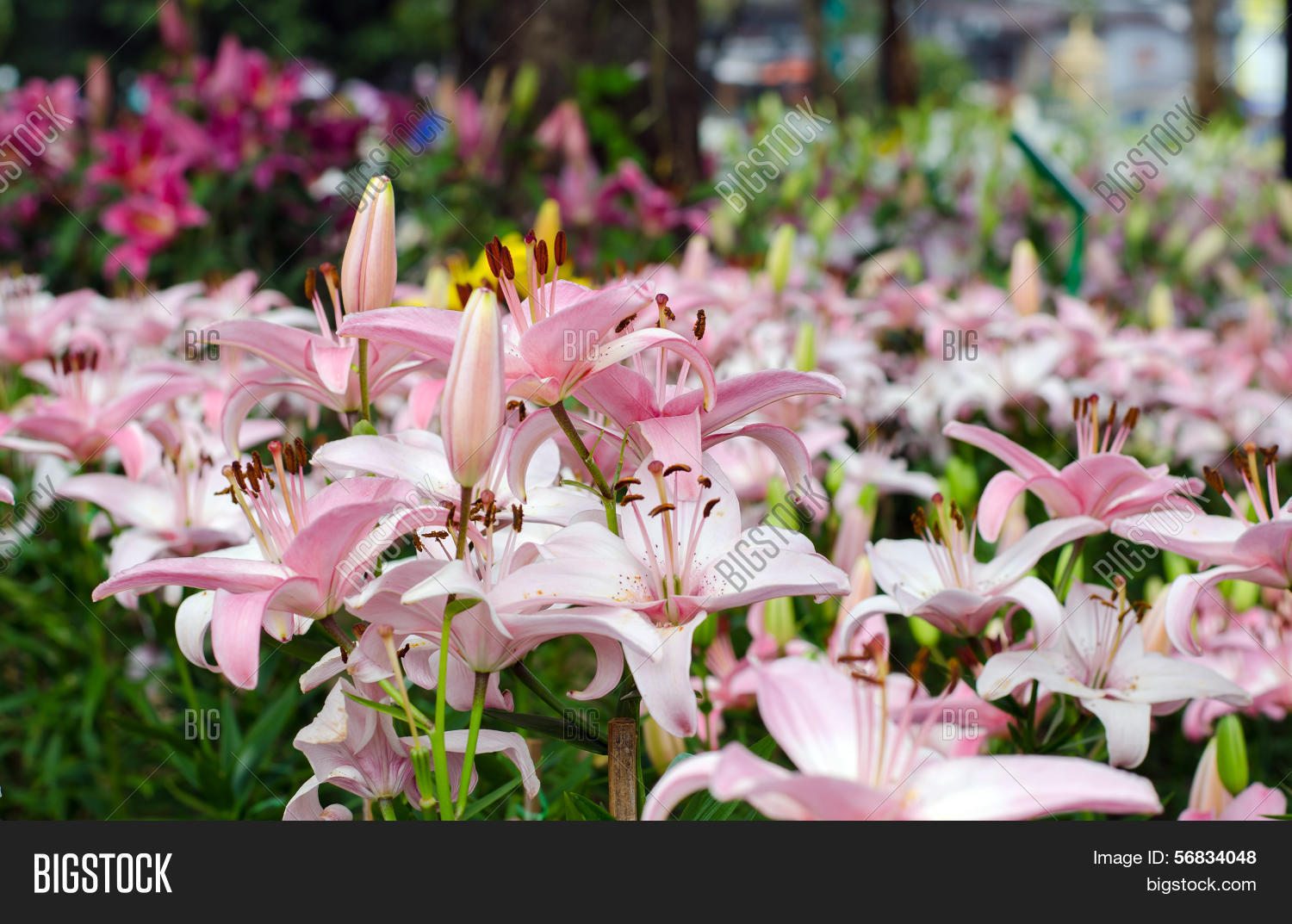 Blooming Pink Lily Image & Photo (Free Trial) | Bigstock