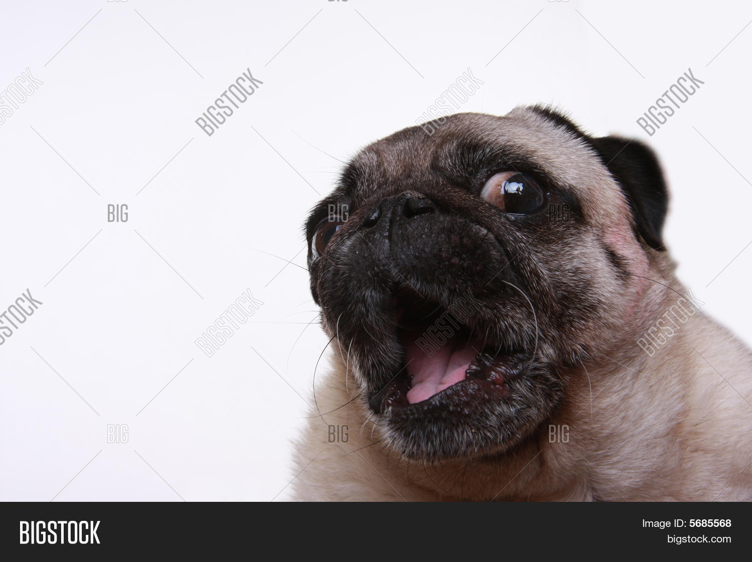 Head Shot Pug Image & Photo (Free Trial) | Bigstock