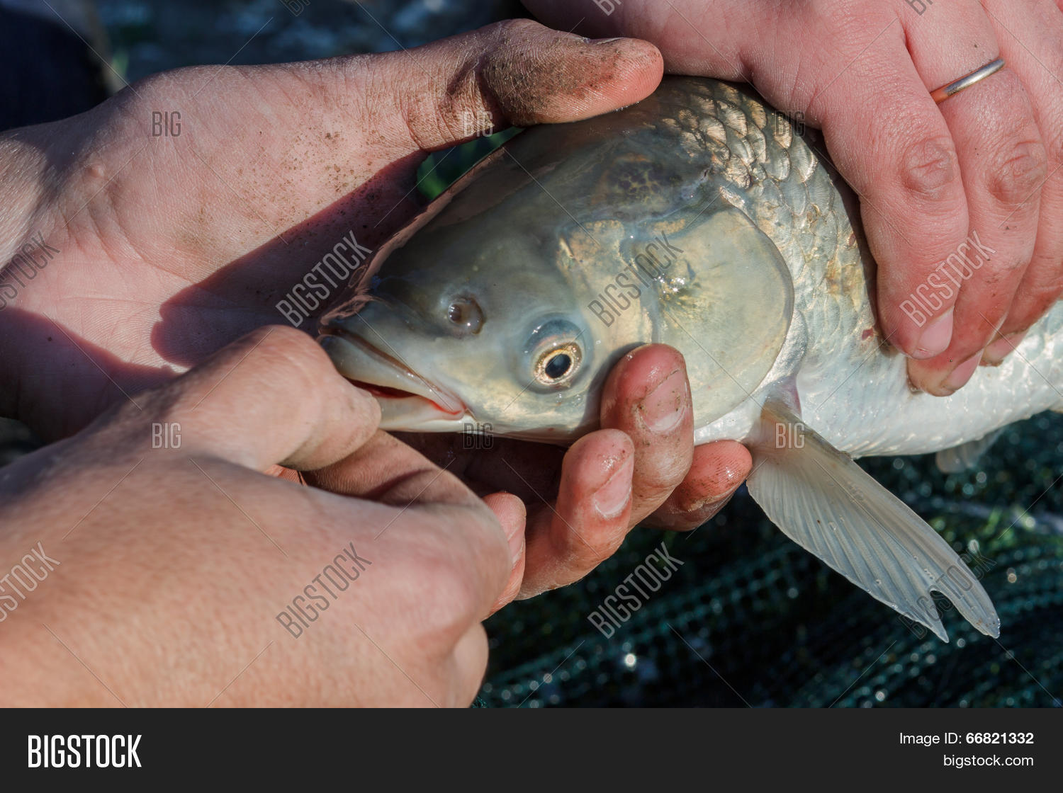 Fish With Human Arms