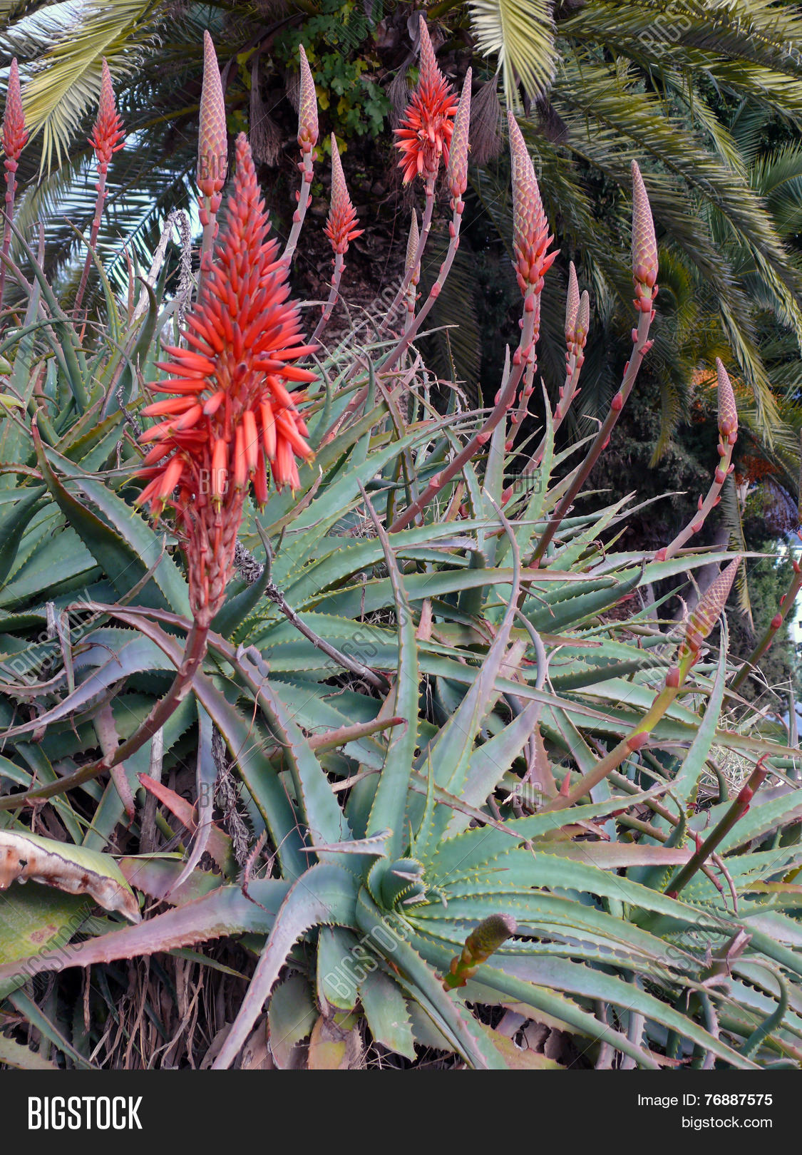 Red Agave Flowers Image & Photo (Free Trial) | Bigstock