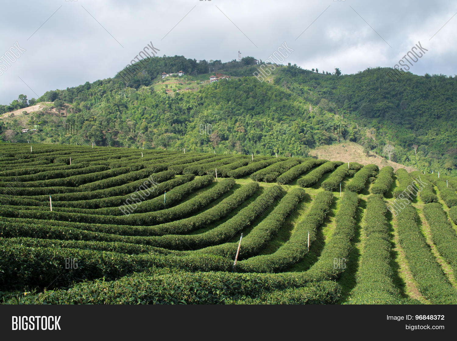 Tea Farm On Hill Rain Image & Photo (Free Trial) | Bigstock