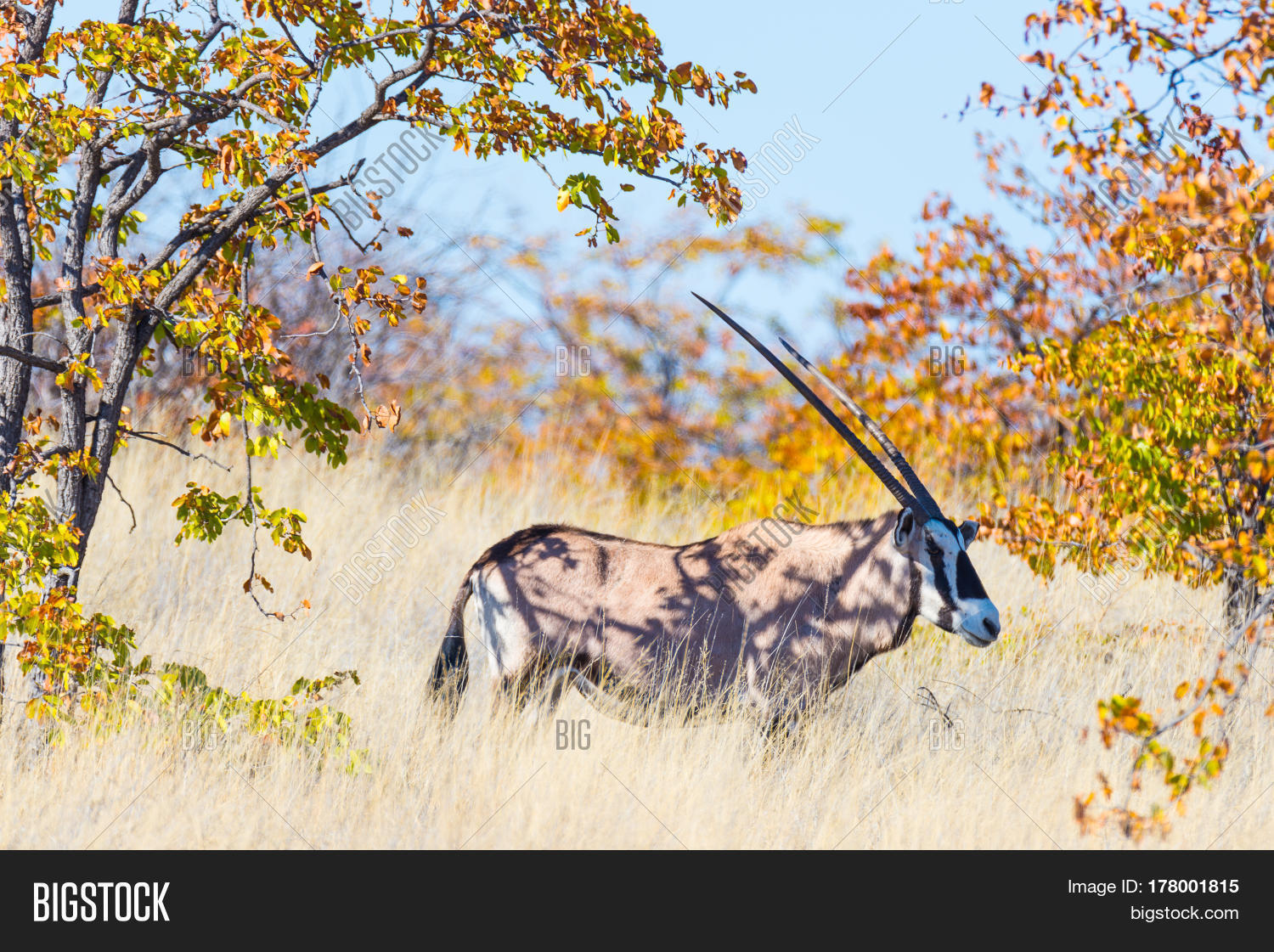 Oryx Hiding Bush. Image & Photo (Free Trial) | Bigstock