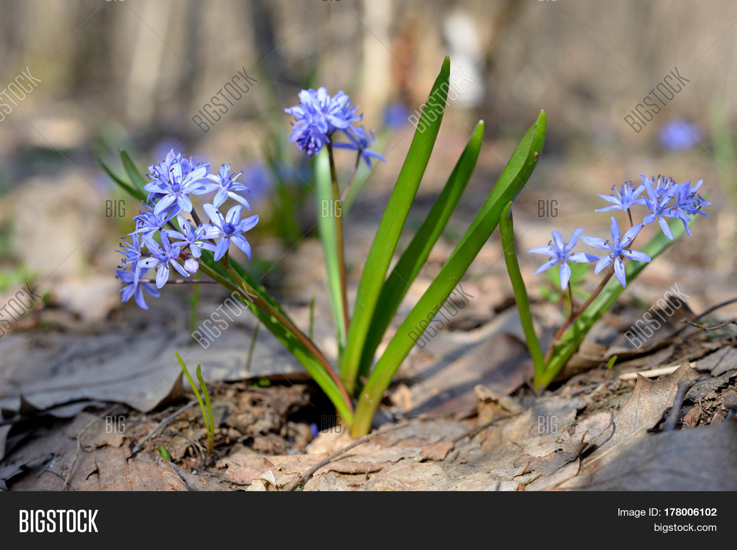 Blue Flowers Forest Image & Photo (Free Trial) | Bigstock