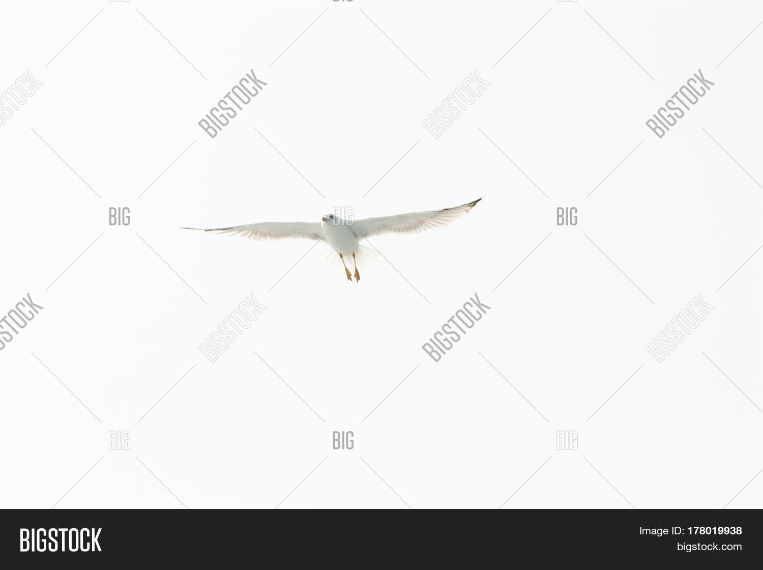 Big White Gull Wings Image & Photo (Free Trial) | Bigstock