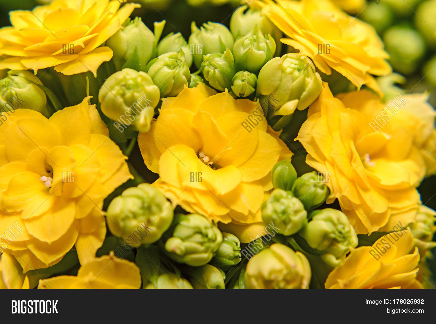 Yellow Calandiva Image & Photo (Free Trial) | Bigstock