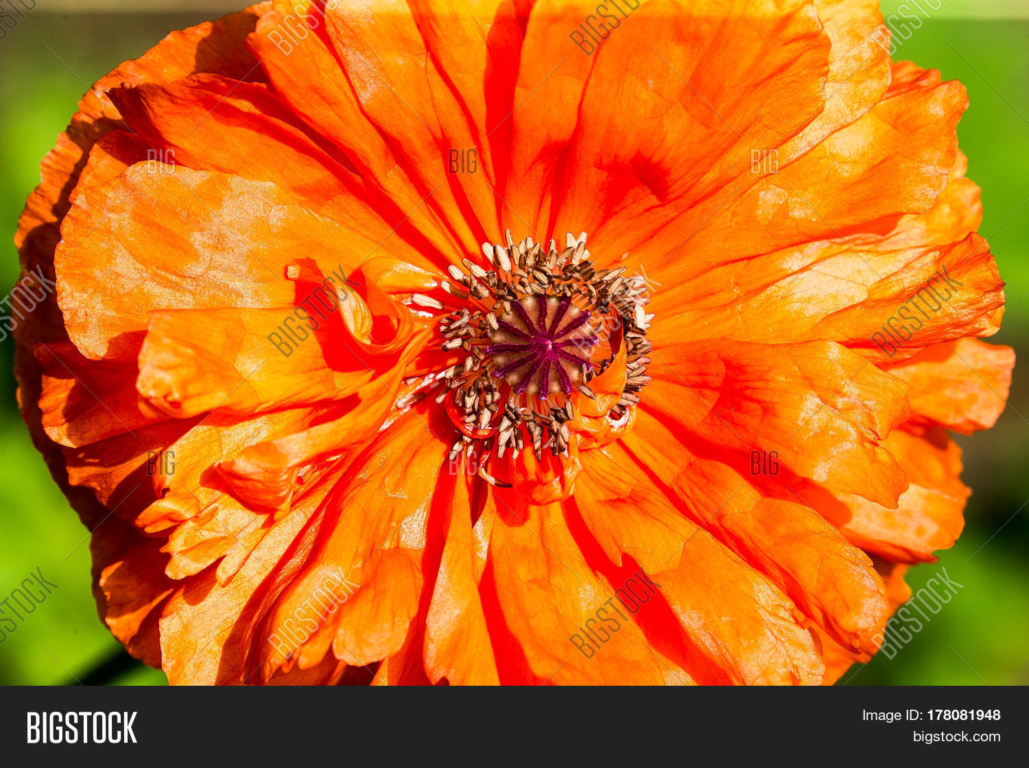 Orange Colored Gerbera Image & Photo (Free Trial) | Bigstock