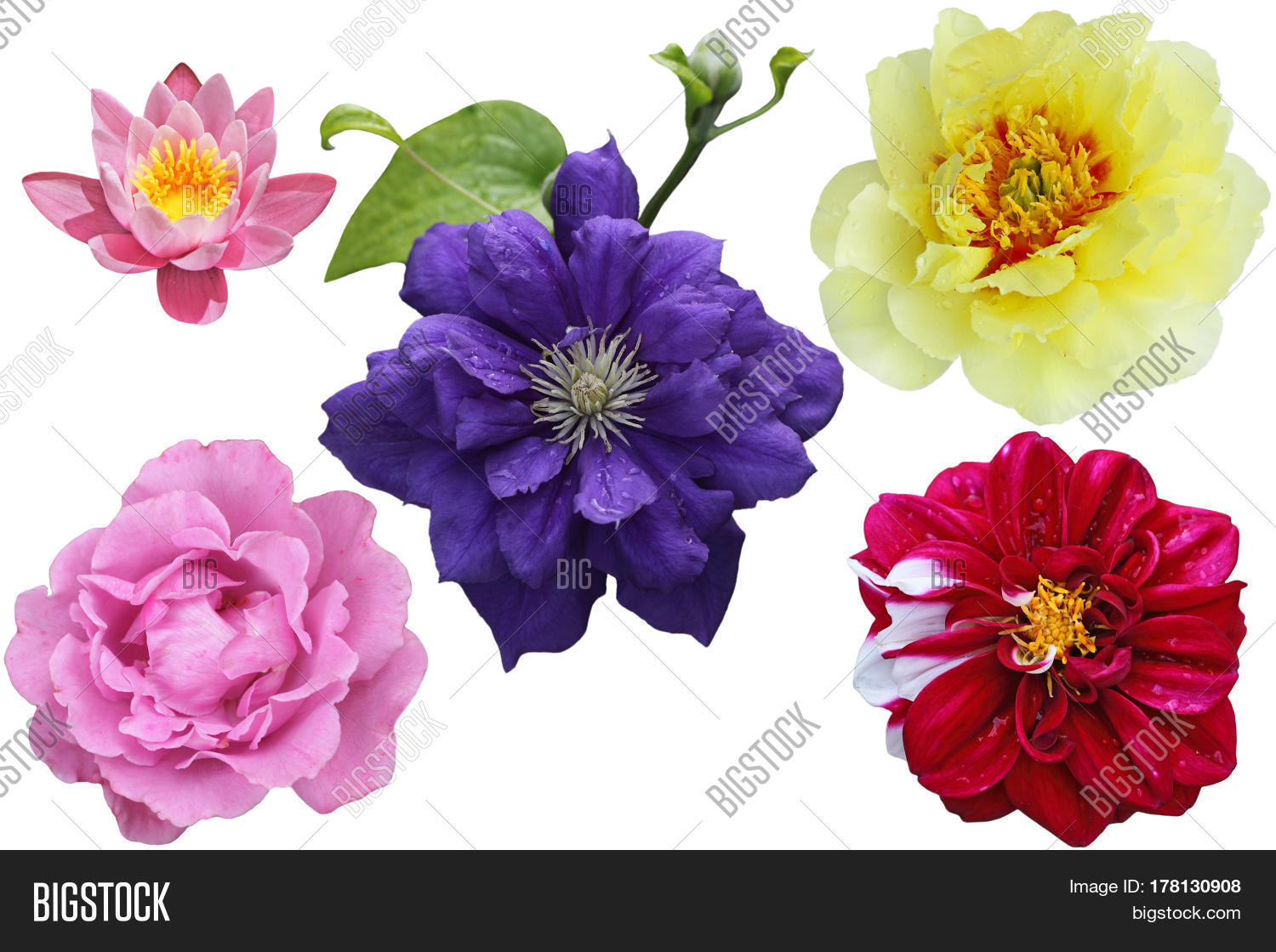 Set Flower Heads Image & Photo (Free Trial) | Bigstock