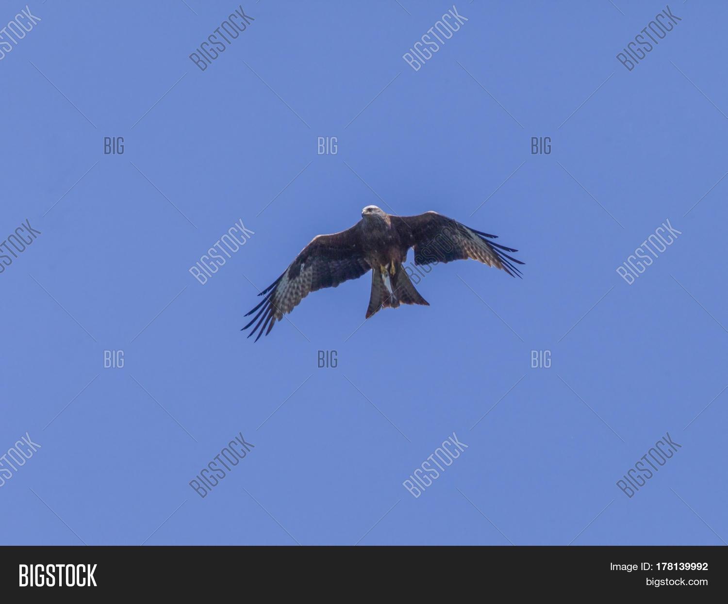 Handsome Eagle Sky Image & Photo (Free Trial) | Bigstock