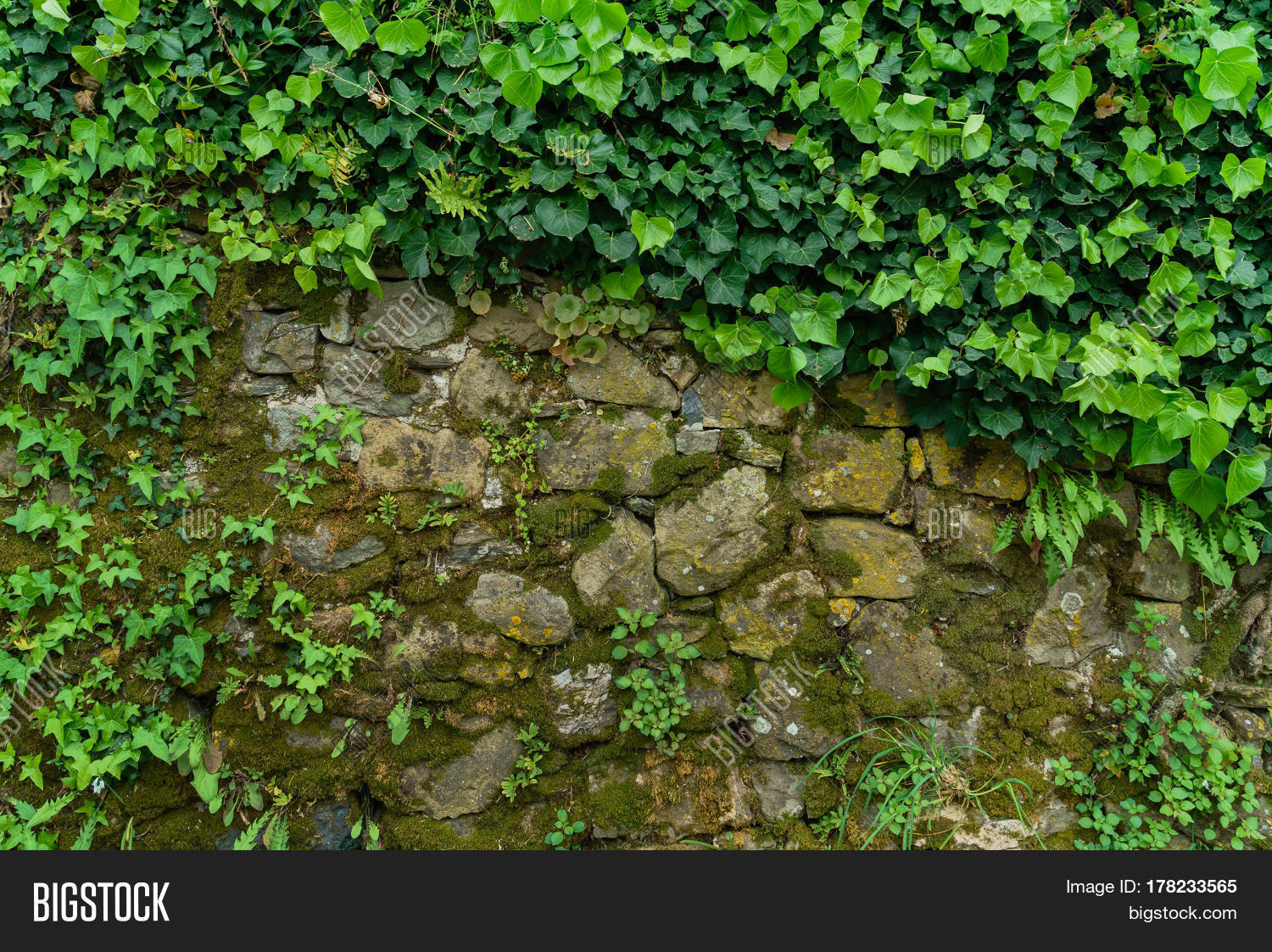 Ivy On Stone Wall Image & Photo (Free Trial) | Bigstock