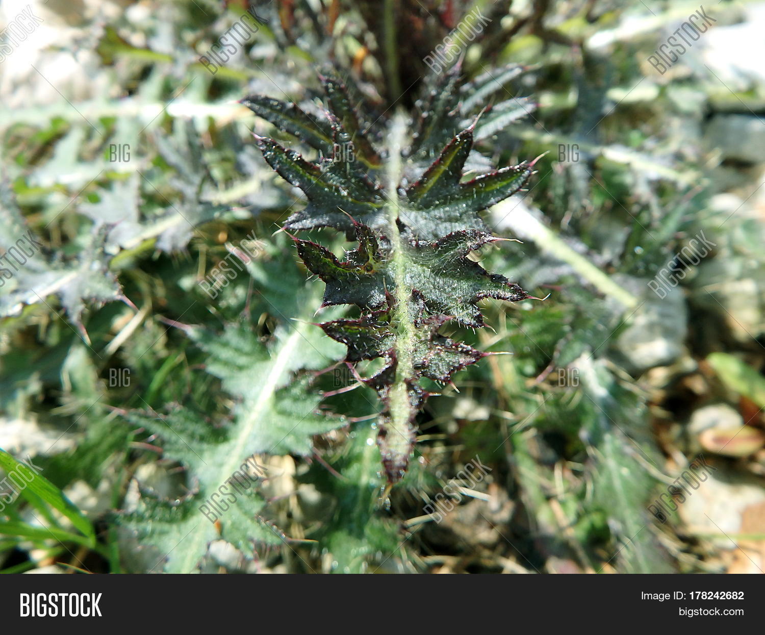 Green Prickly Plant , Image & Photo (Free Trial) | Bigstock