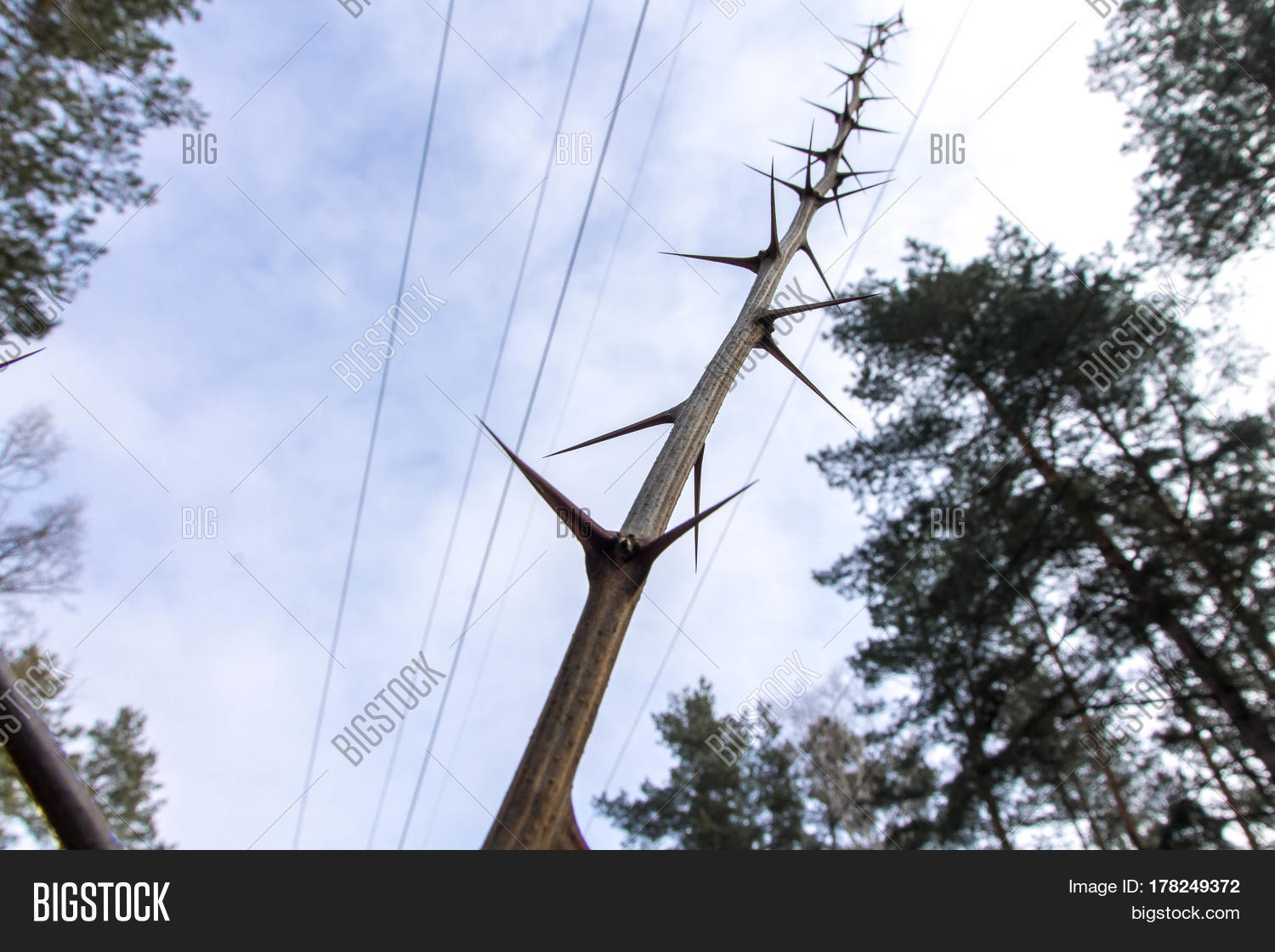 Spikes Tree. Branch Image & Photo (Free Trial) | Bigstock