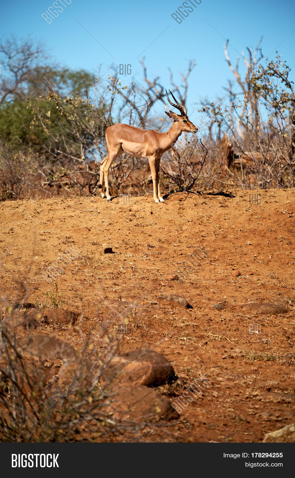 Wild Impala Winter Image & Photo (Free Trial) | Bigstock