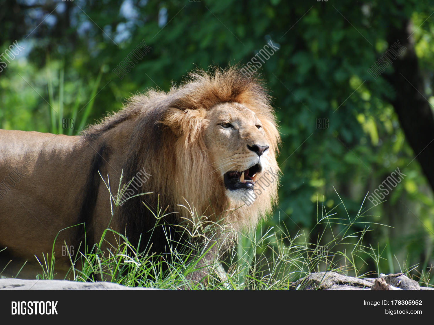Lion Very Sharp Teeth Image & Photo (Free Trial) | Bigstock